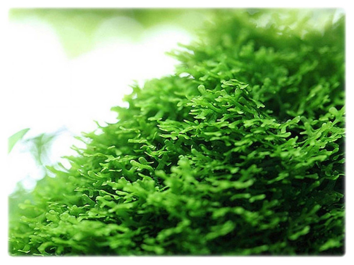 103. Riccardia chamedryfolia MINI PELIA porcja Sklep Akwarystyczny.EU